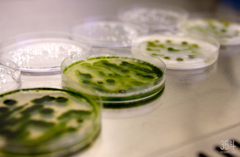 累计融资超3000万欧元，Microphyt使用微藻开发食品和饲料-FoodTalks全球食品资讯